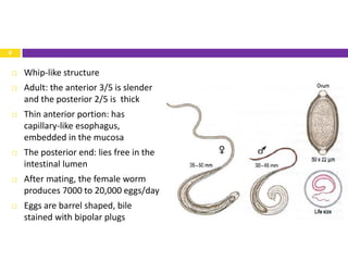 RNT lecture 2012 Worms of the large intestine | PDF
