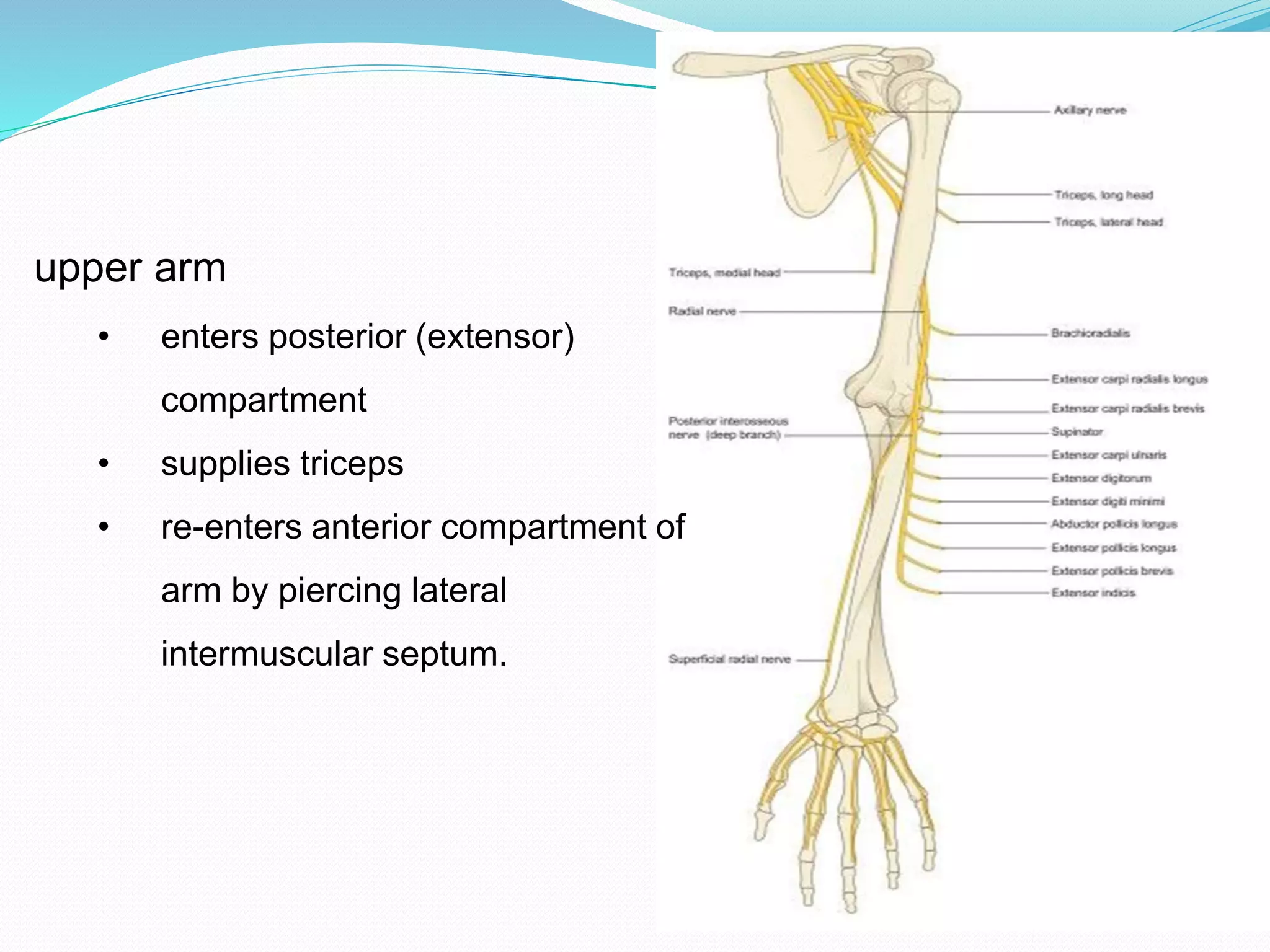peripheral nerve injuries | PPTX