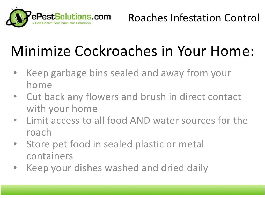Roaches Infestation Control - The Do-It-Yourself Cockroach Killer