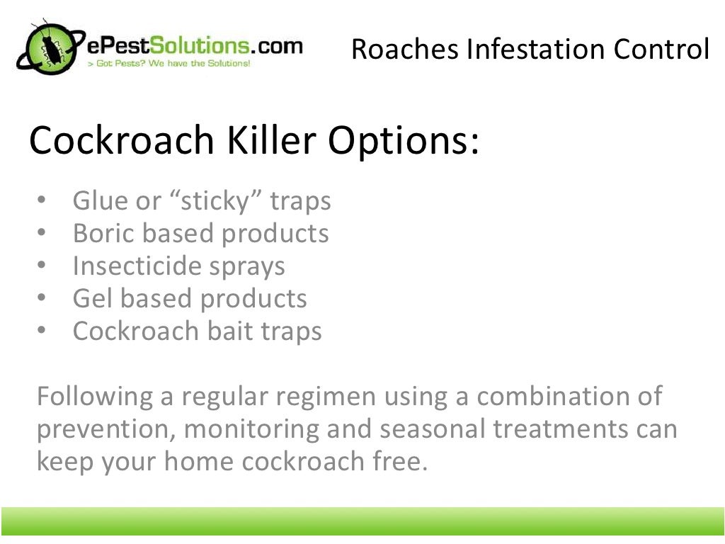 Roaches Infestation Control - The Do-It-Yourself Cockroach Killer