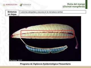 Roña del mango (Elsinoe mangiferae).pdf