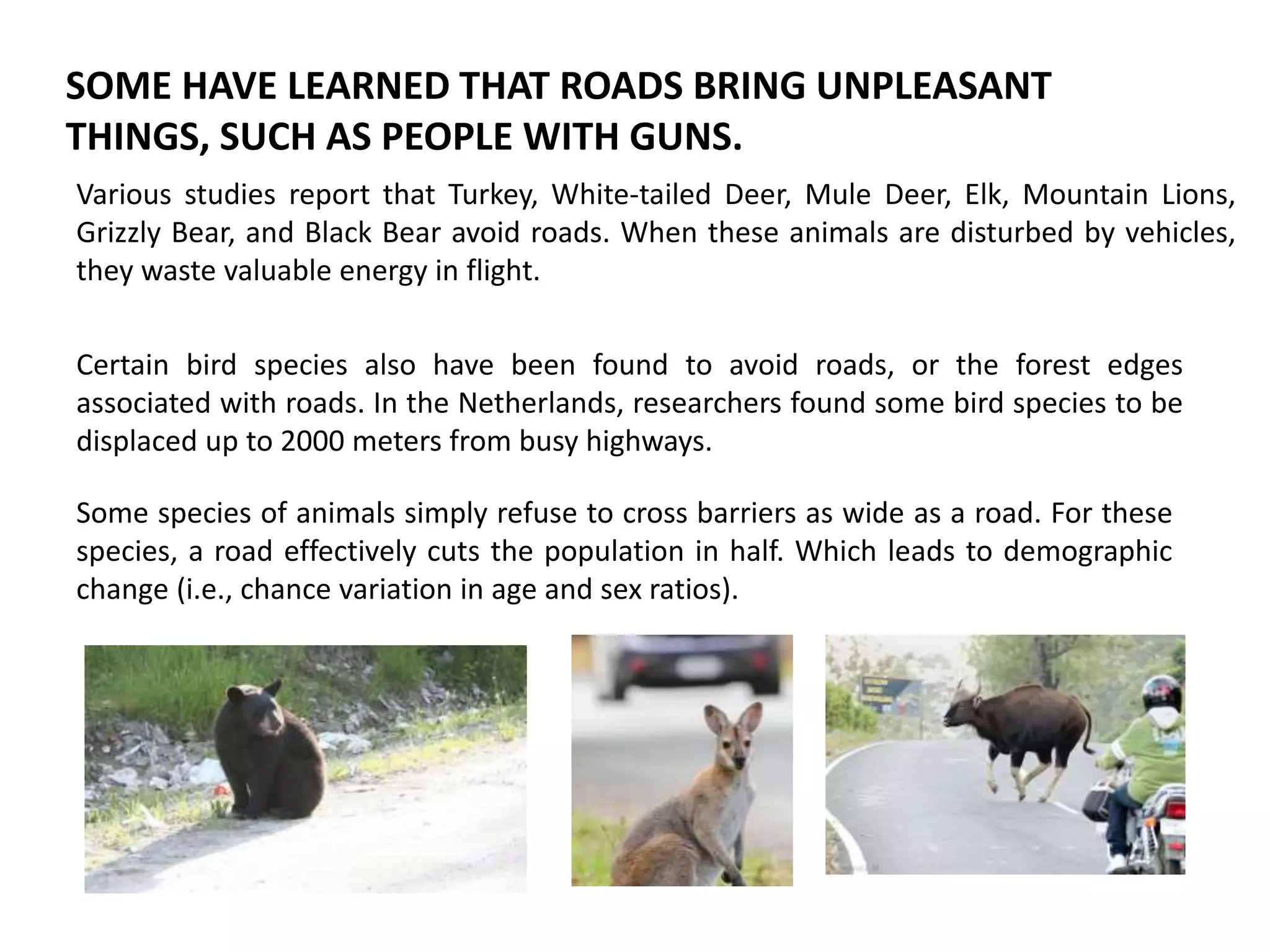 Roadkill | PPTX