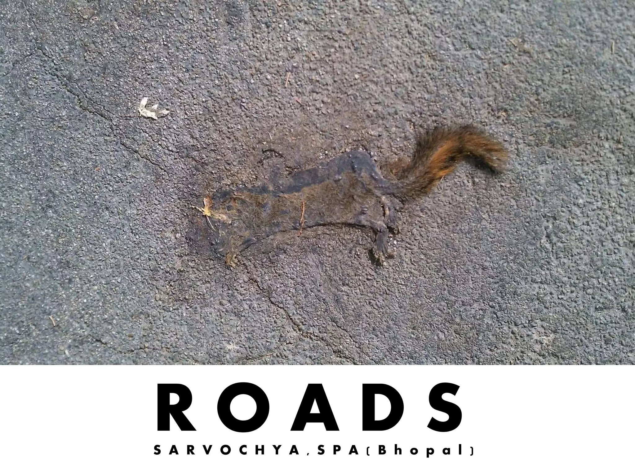 Roadkill | PPT