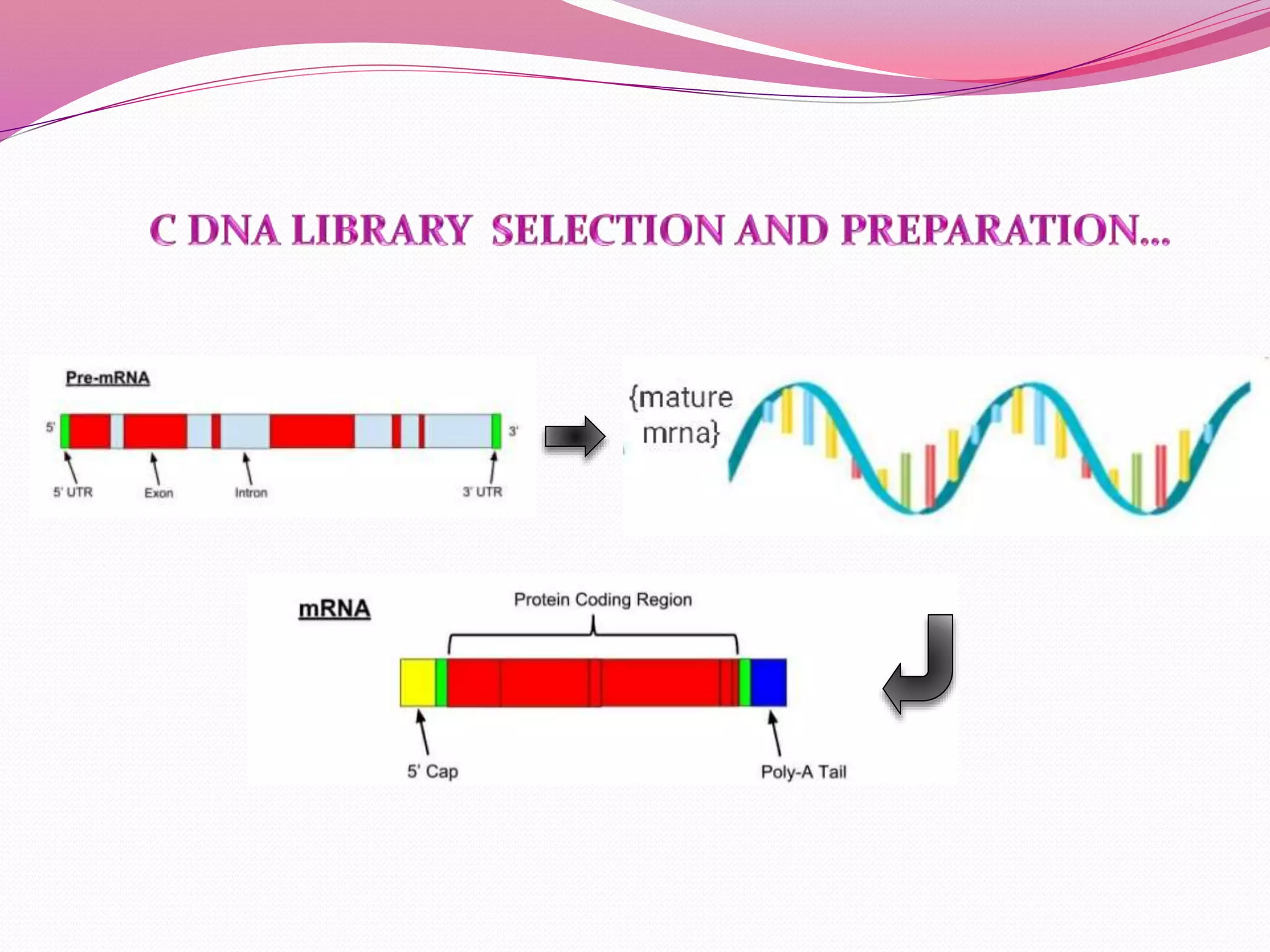 Road map on c DNA library with selection and screening. | PPT