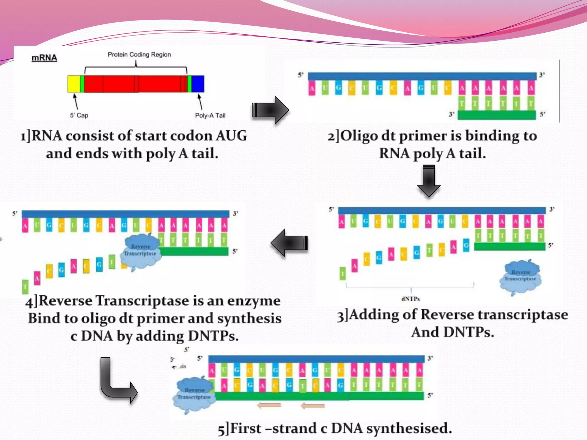 Road map on c DNA library with selection and screening. | PPT