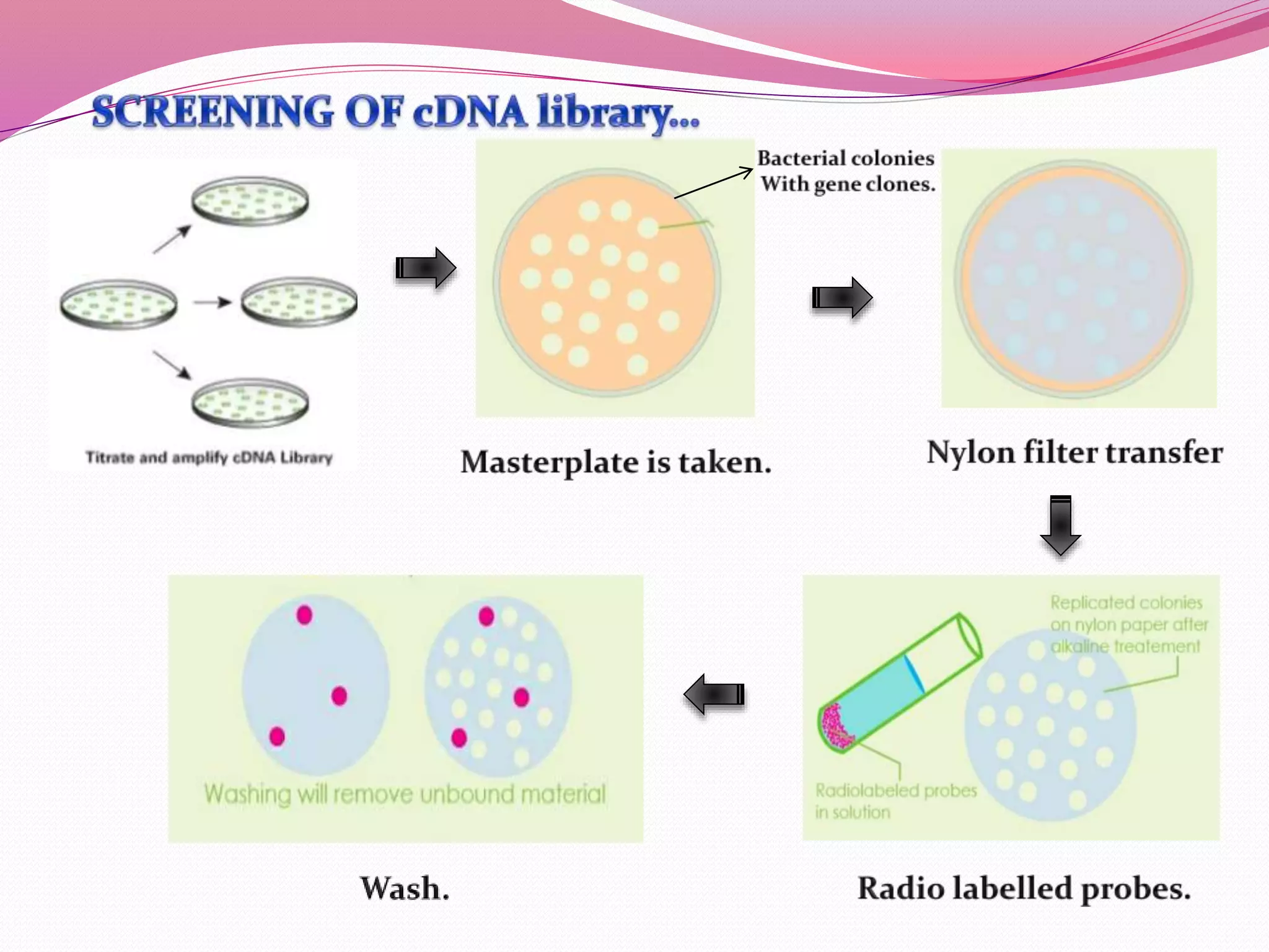 Road map on c DNA library with selection and screening. | PPT