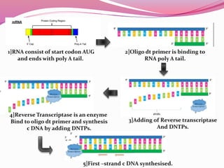 Road map on c DNA library with selection and screening. | PPTX