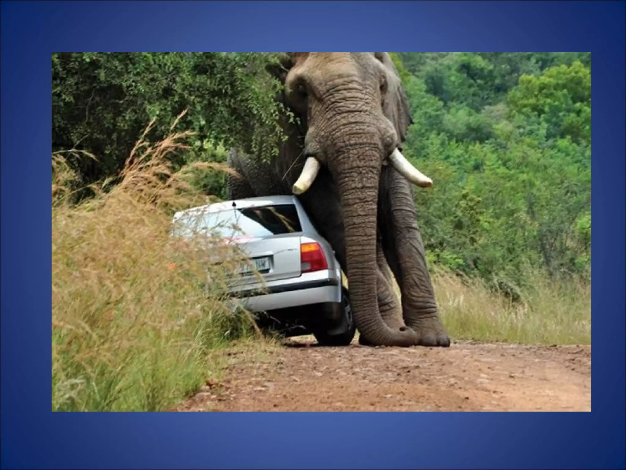 Road rage – africa! | PPT