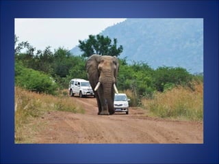 Road rage – africa! | PPT