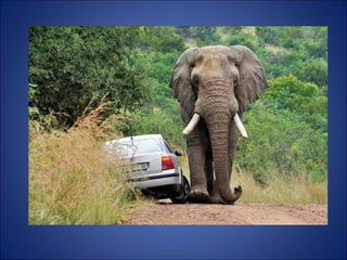 Road rage – africa! | PPT