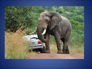 Road rage – africa! | PPT
