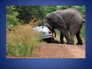 Road rage – africa! | PPT