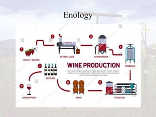 Intro to Wine Tasting and Winemaking Seminar | PPTX