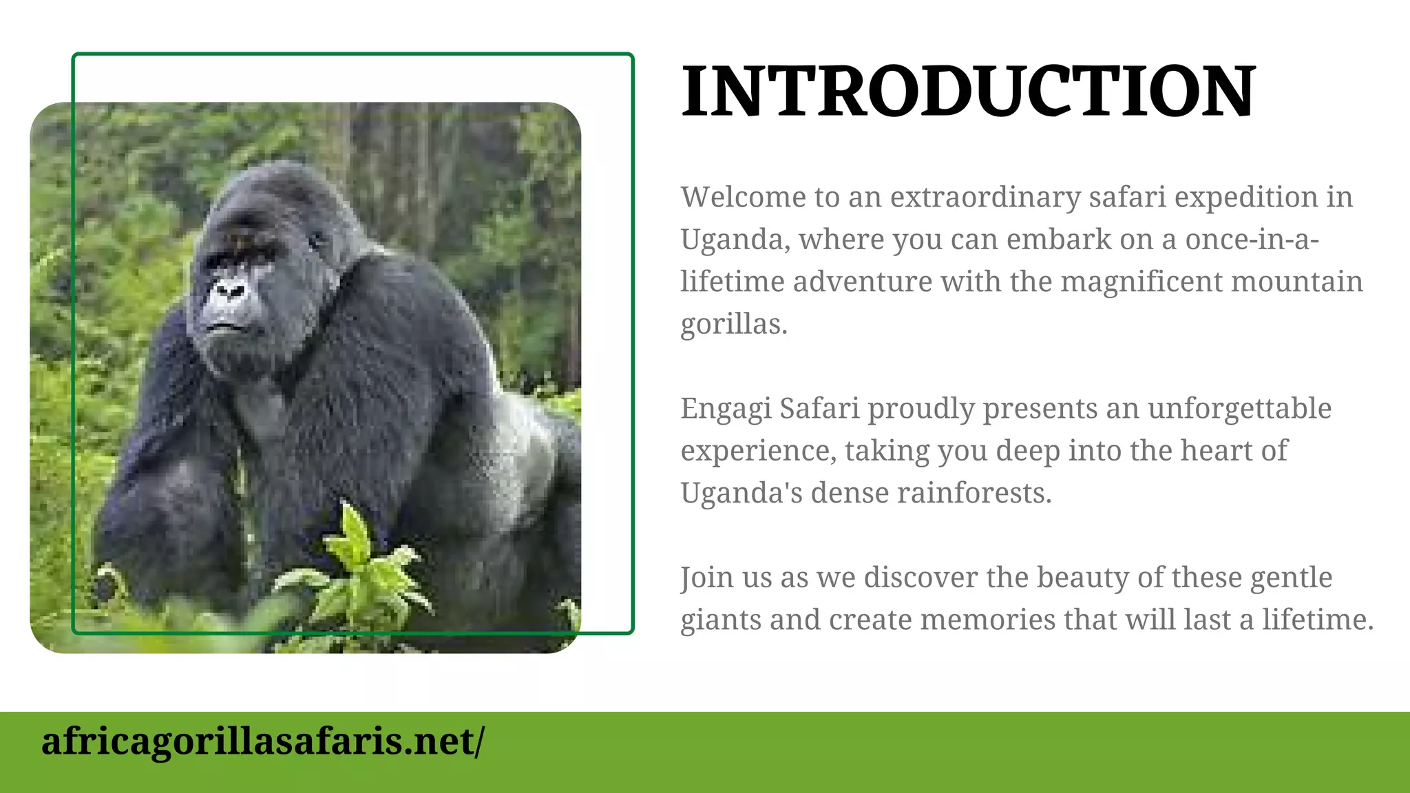 Roaming with Gorillas | PDF