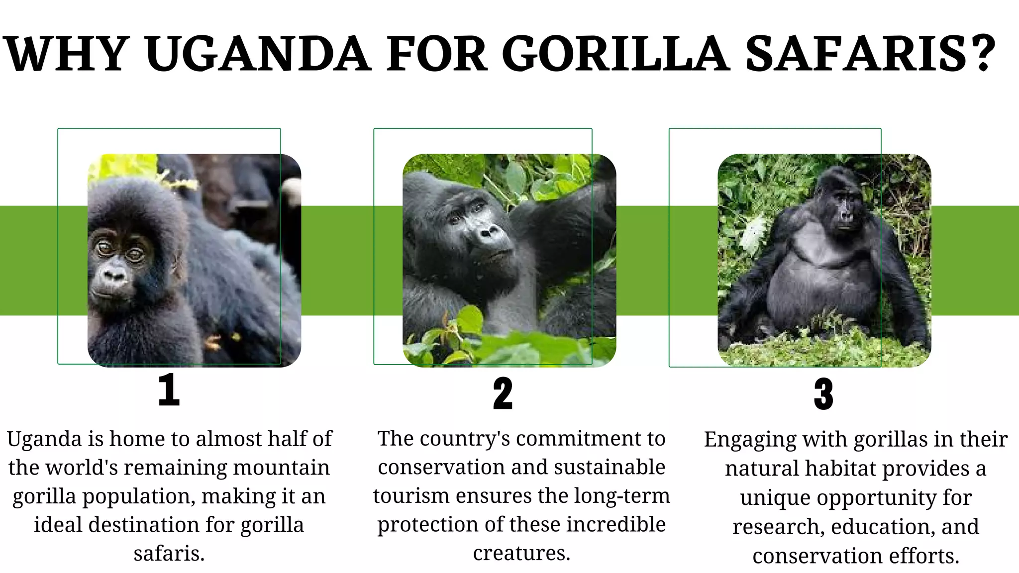 Roaming with Gorillas | PDF