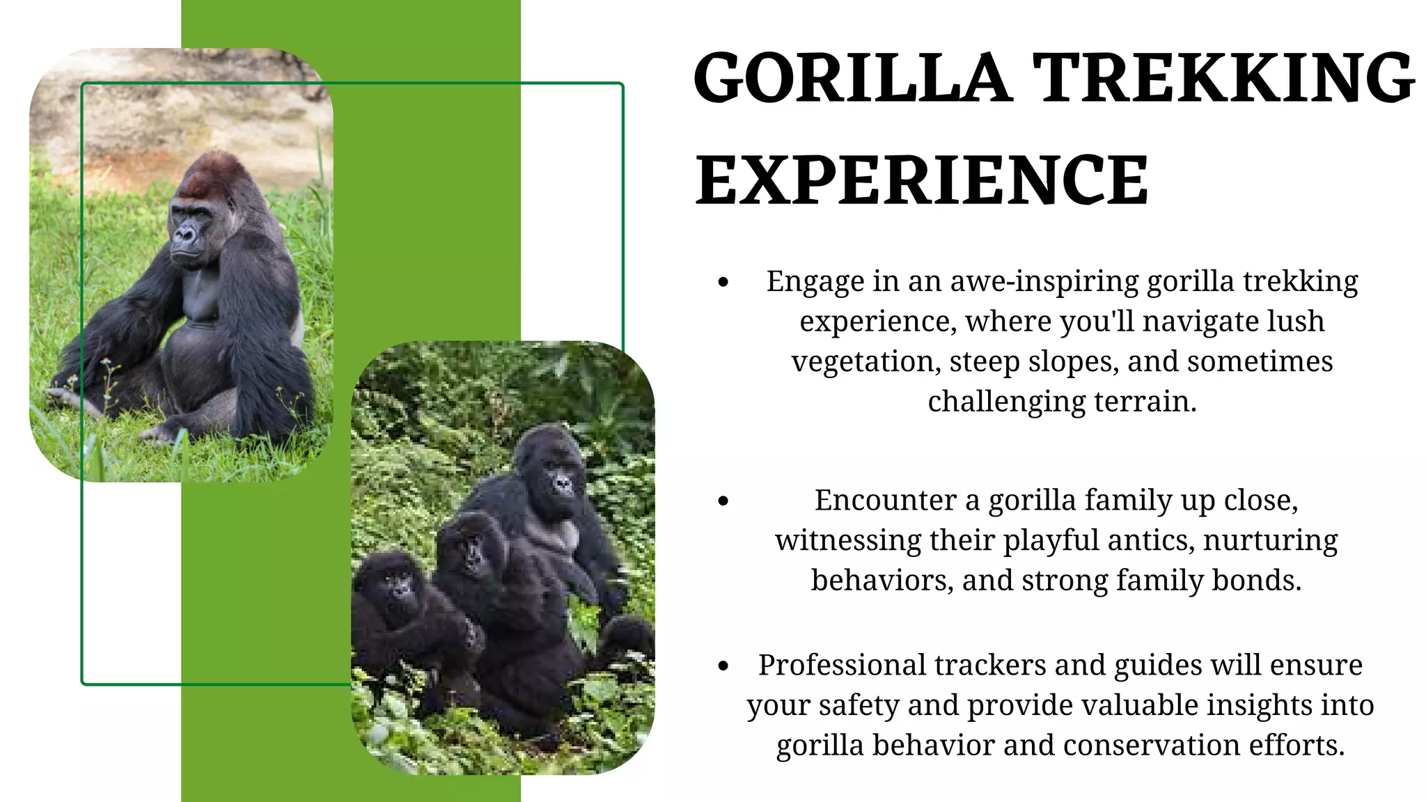Roaming with Gorillas | PDF