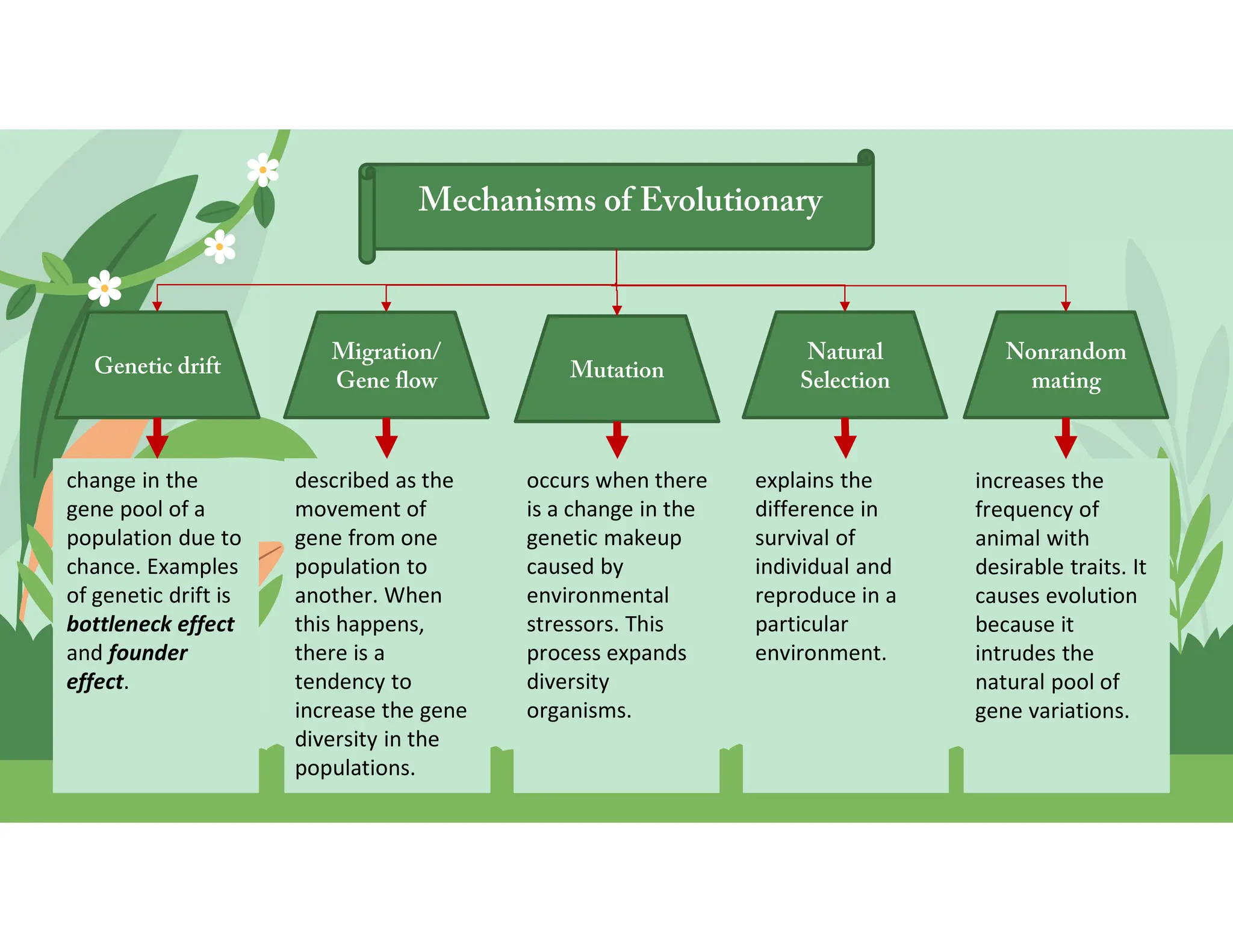 The Process of Evolution The Process of Evolution | PDF