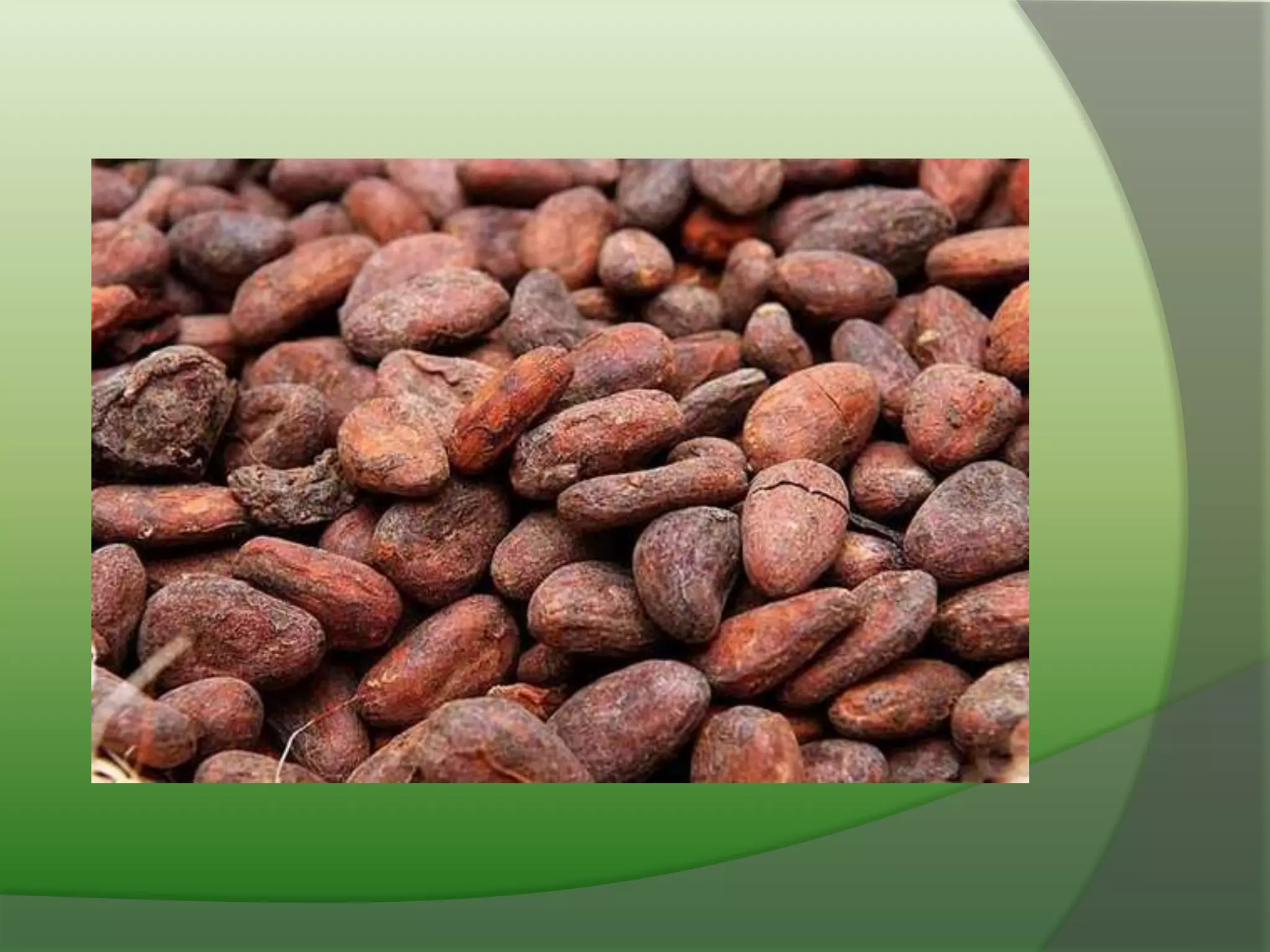 Roasted cocoa beans uses | PPTX
