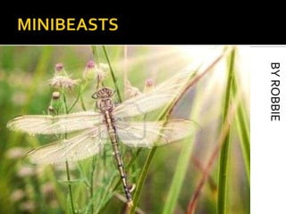 Robbie minibeast | PPTX