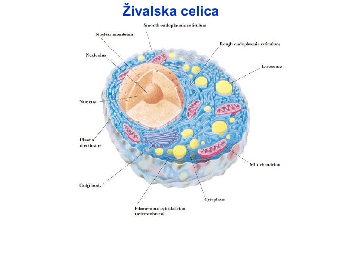 Robert Pal Osnove Metabolizma