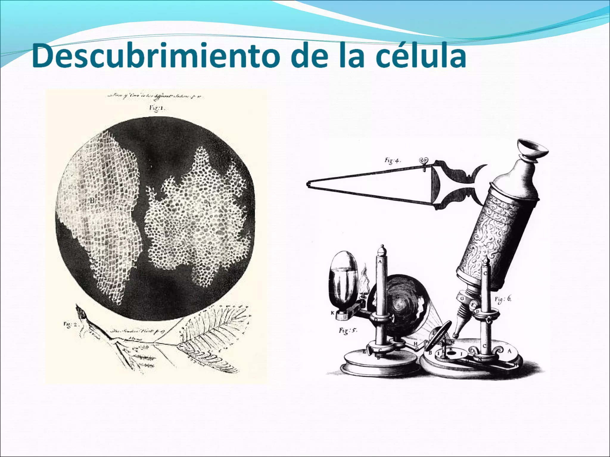Robert hooke | PPT