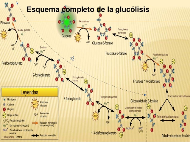 Enzimas Que Intervienen En La Glucólisis: Un Análisis Completo. – SGEIZ