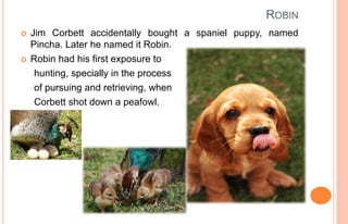 Robin | PPTX