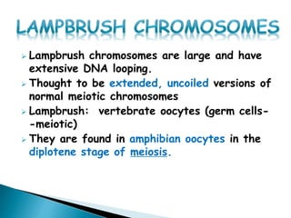 Robin_chromosomes | PPT | Free Download
