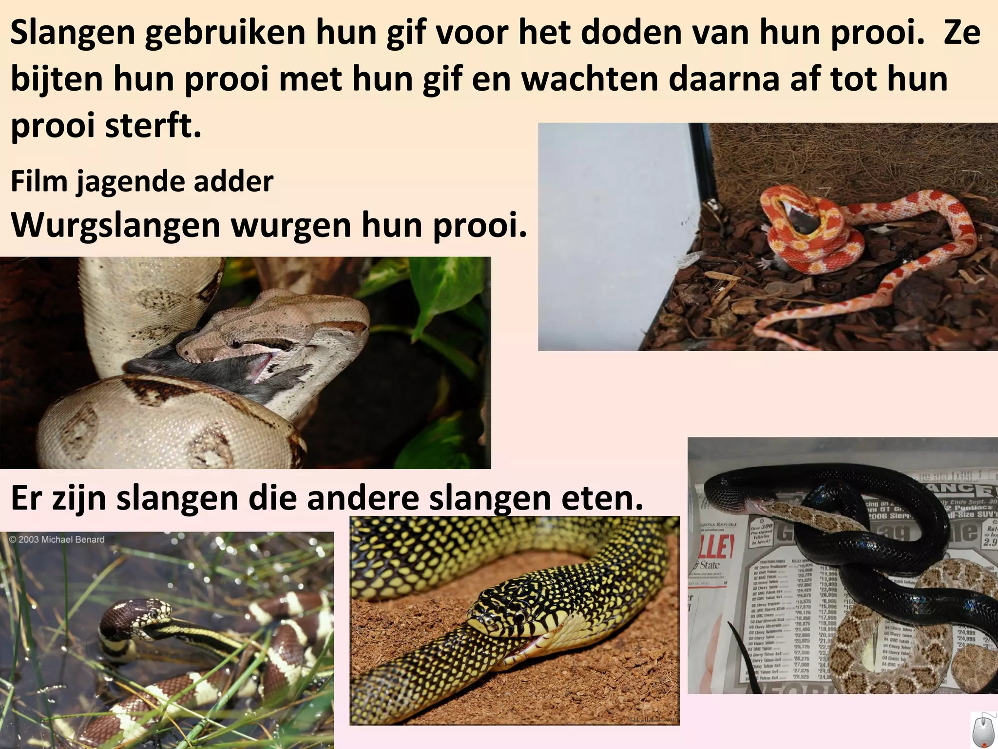 Robin spreekbeurt slangen | PPT