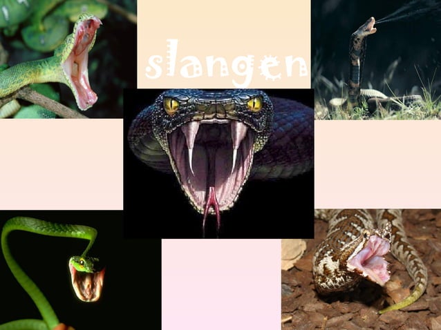 Robin spreekbeurt slangen | PPT | Reptiles | Pets