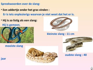 Robin spreekbeurt slangen | PPT