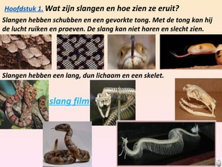 Robin spreekbeurt slangen | PPT