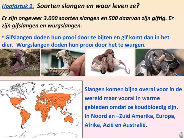 Robin spreekbeurt slangen | PPT | Reptiles | Pets