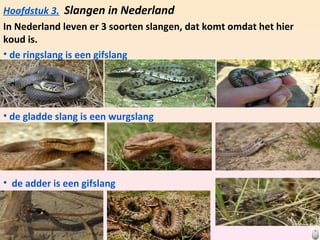 Robin spreekbeurt slangen | PPT