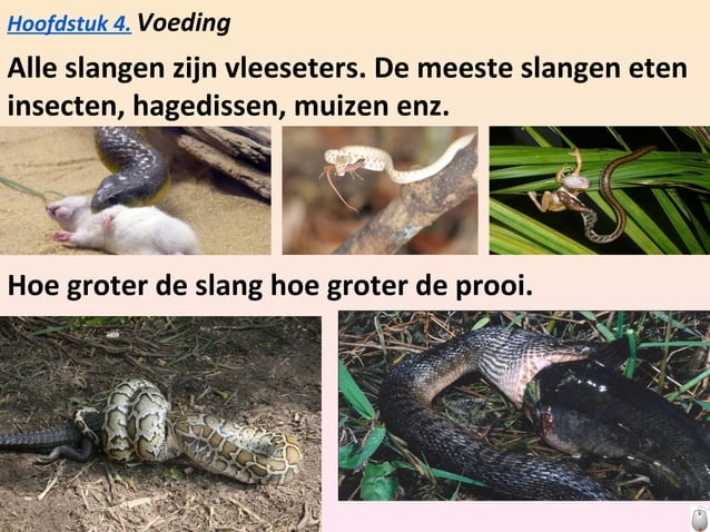 Robin spreekbeurt slangen | PPT | Reptiles | Pets