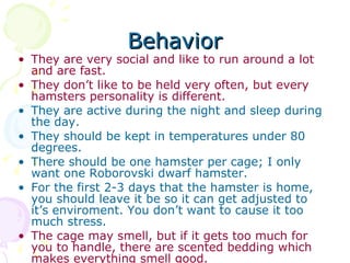 Roborovski hamster | PPT
