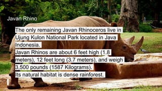 Robotic rhinos 2017 2018 | PPT