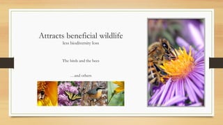 Robyn Sayer - Naturescaping - Restoration Ecology presentation | PPT