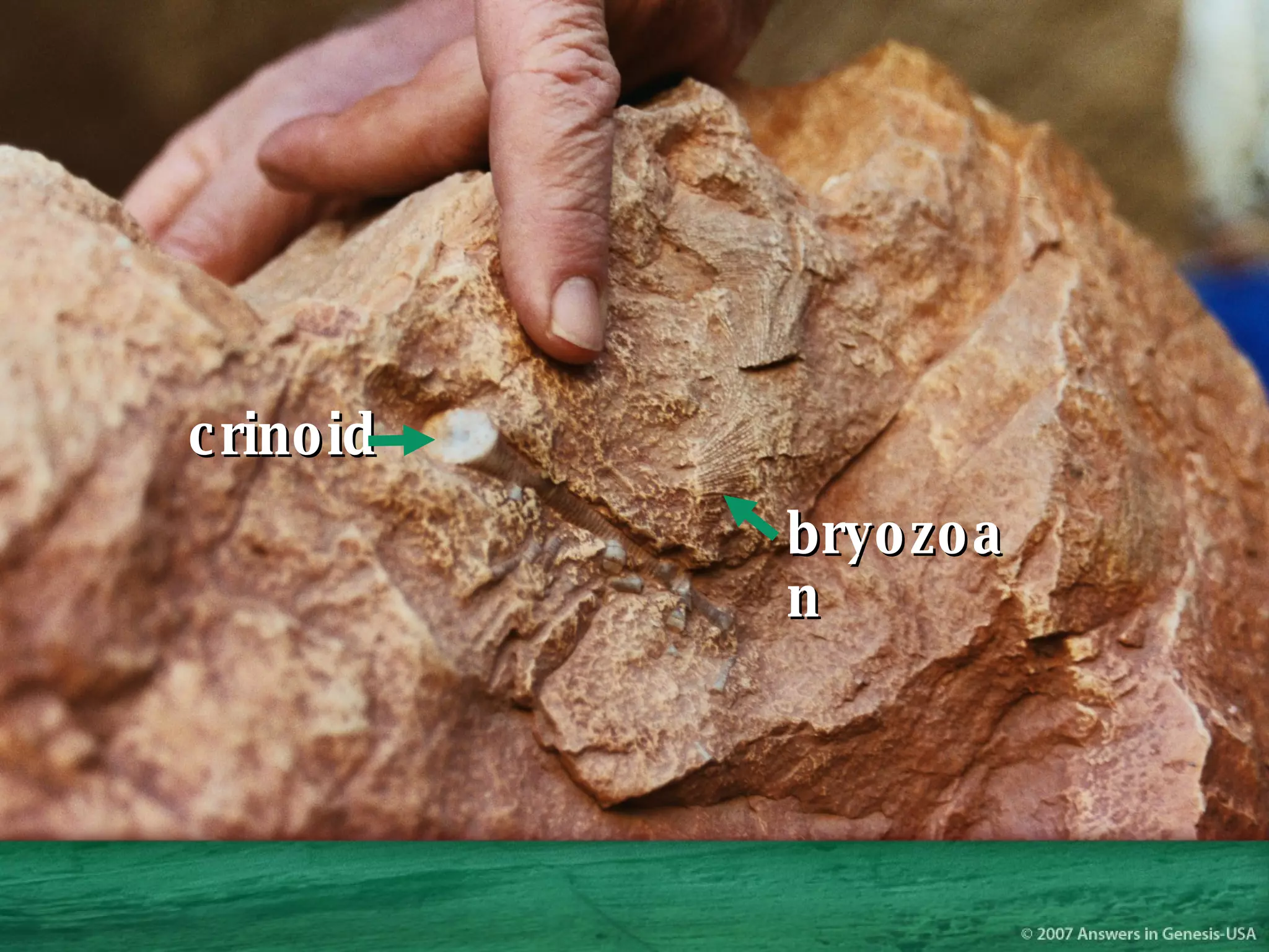 Rock Strata, Fossils And The Flood | PPT