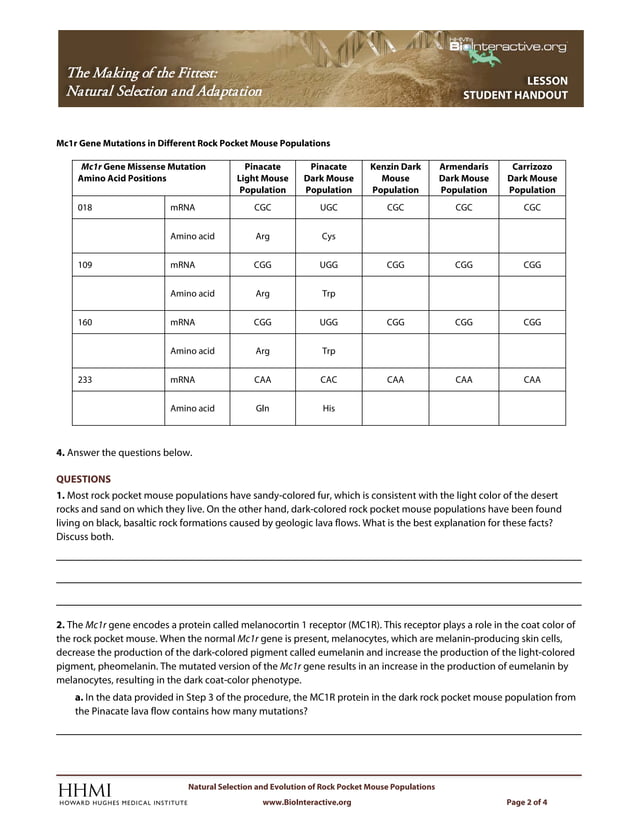 Rock mouse natural selection doc | PDF