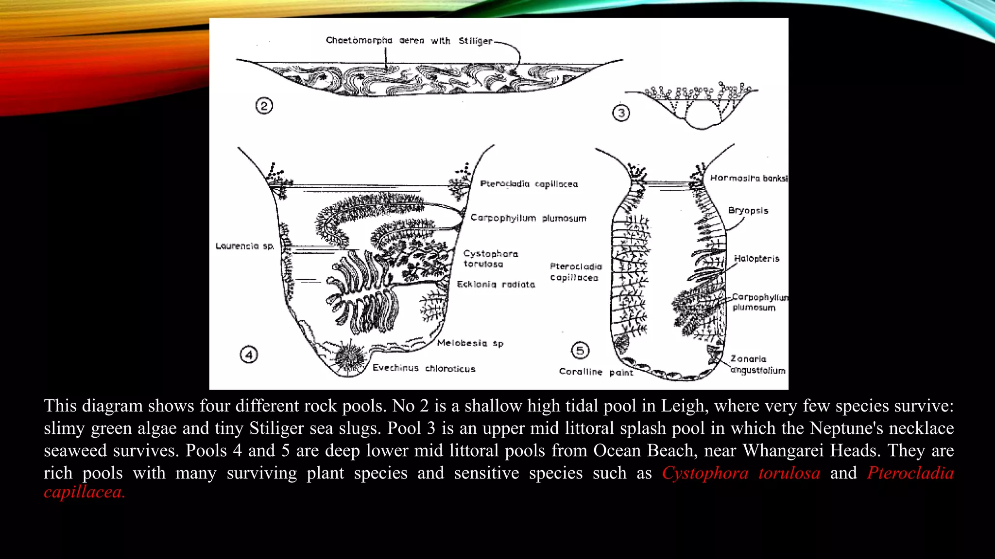 Rock pool ecosystem | PPTX