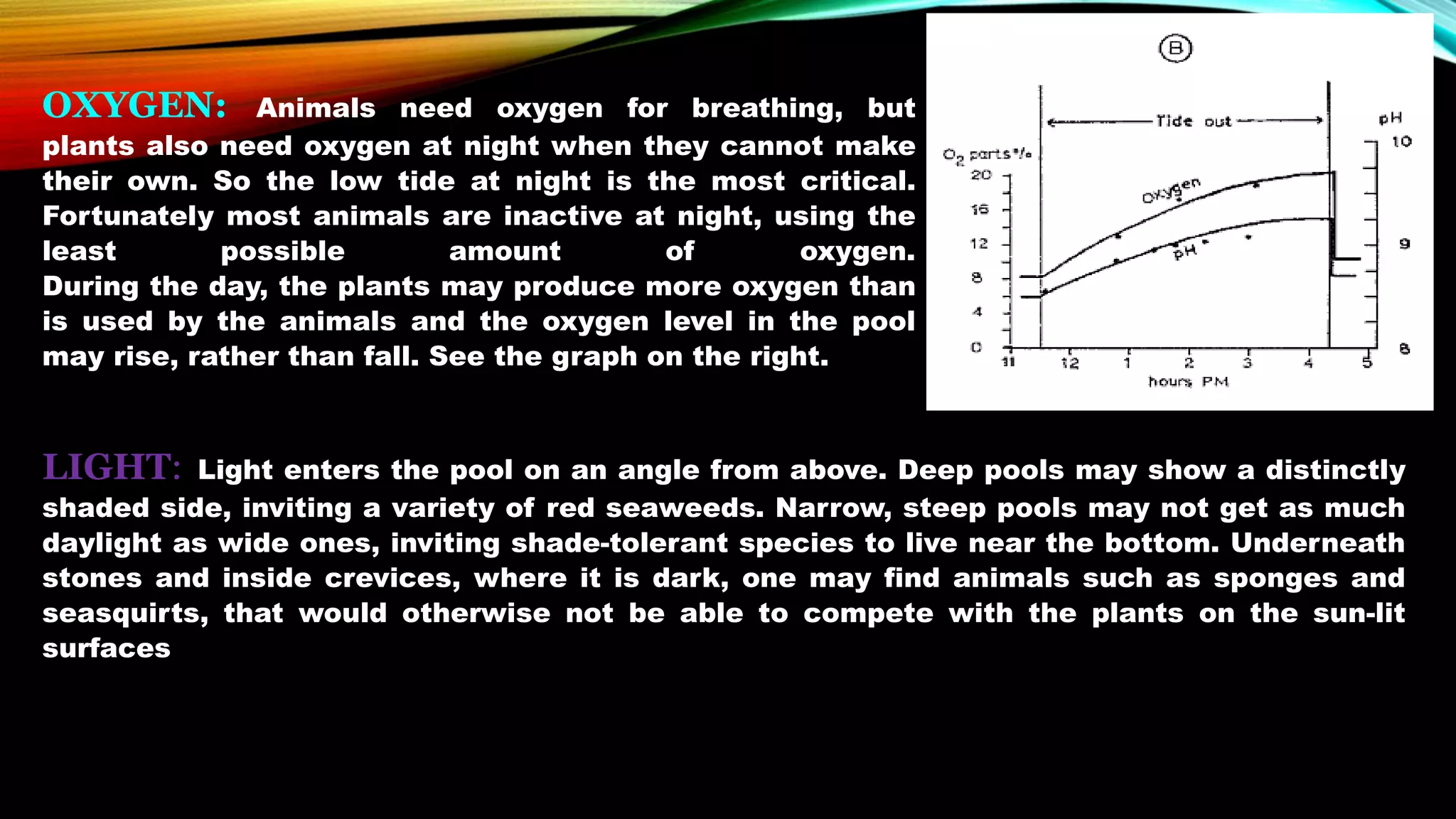Rock pool ecosystem | PPTX