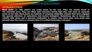 Rock pool ecosystem | PPTX