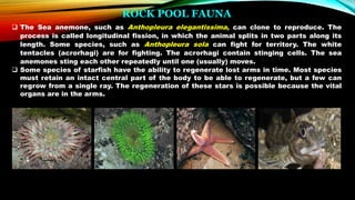 Rock pool ecosystem | PPTX