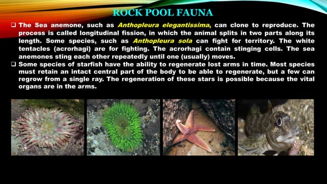 Rock pool ecosystem | PPTX