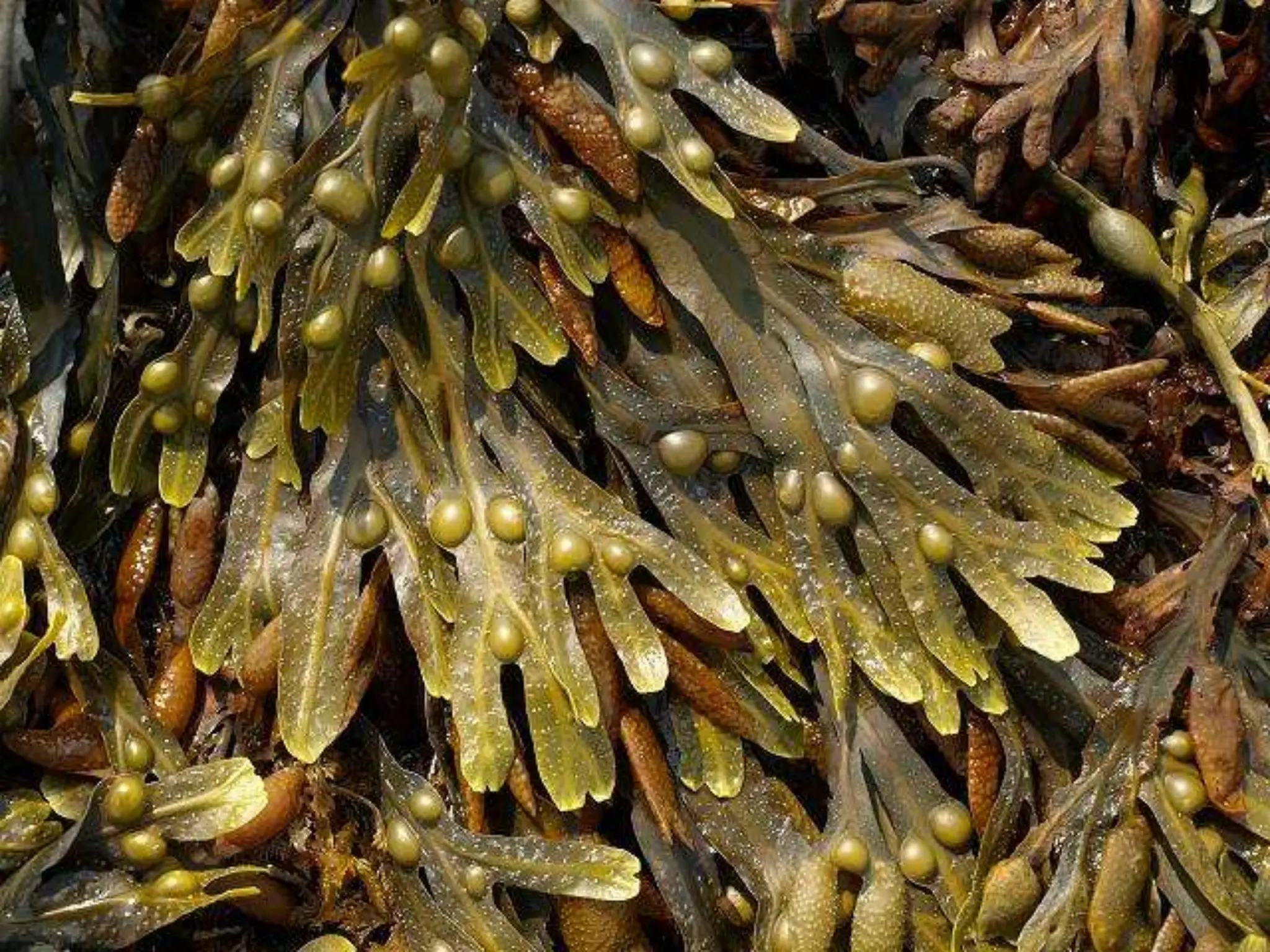 Presentation about rock pool habitat in nature | PPTX