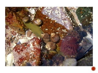 Presentation about rock pool habitat in nature | PPT