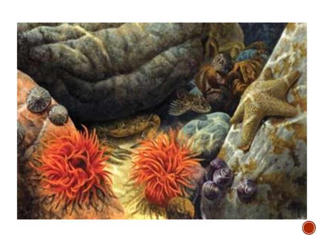 Presentation about rock pool habitat in nature | PPTX