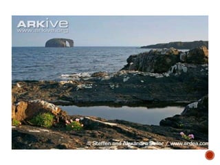 Presentation about rock pool habitat in nature | PPTX