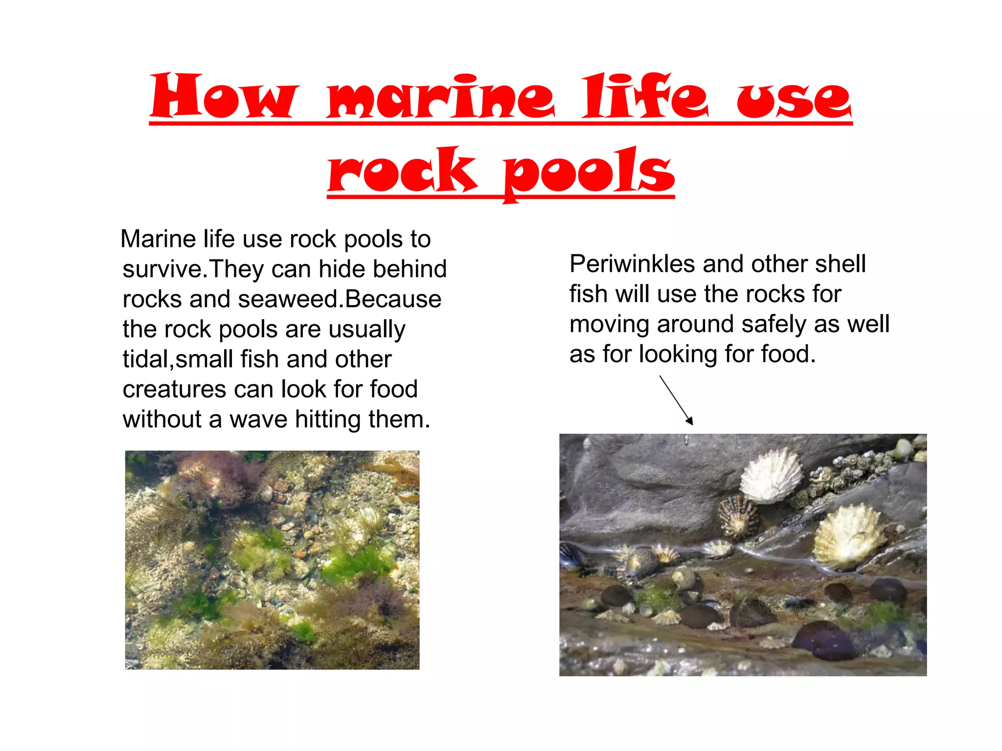 Rock pools | PPT